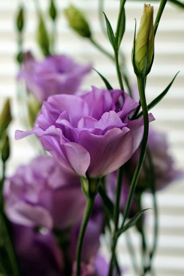 Eustoma grandiflorum - Croma Lavender palánta /10 db - Mántavölgyi kert