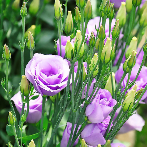 Eustoma grandiflorum - Croma Lavender palánta /10 db - Mántavölgyi kert